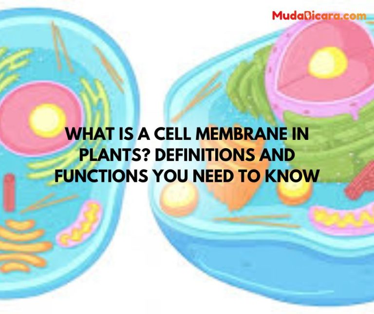 What is a Cell Membrane in Plants? Definitions and Functions You Need ...