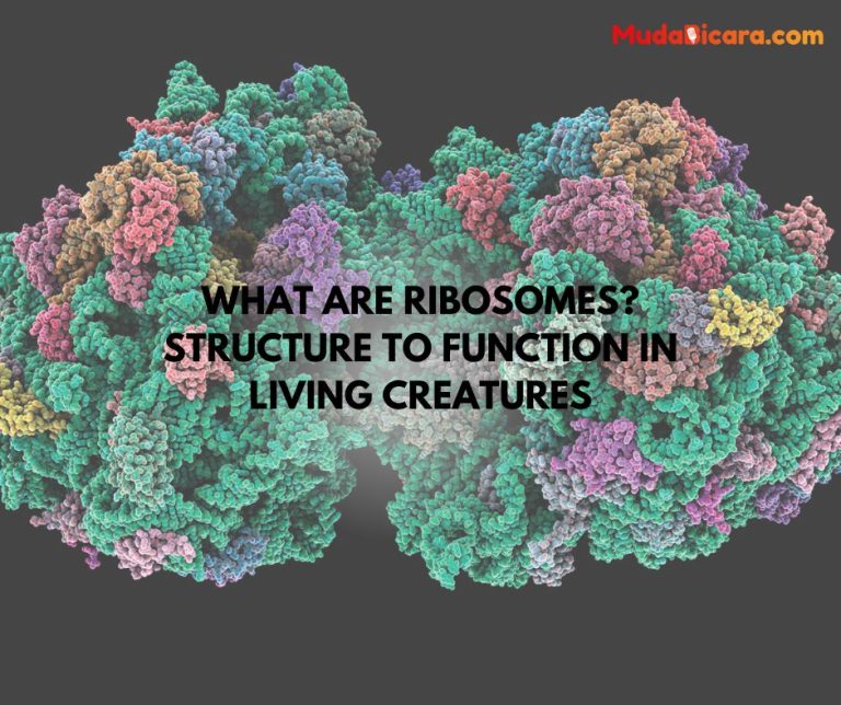 What are Ribosomes? Structure to Function in Living Creatures - Mudabicara